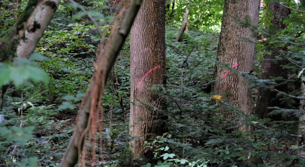 Hufe statt Raupen – Tüüfner Post